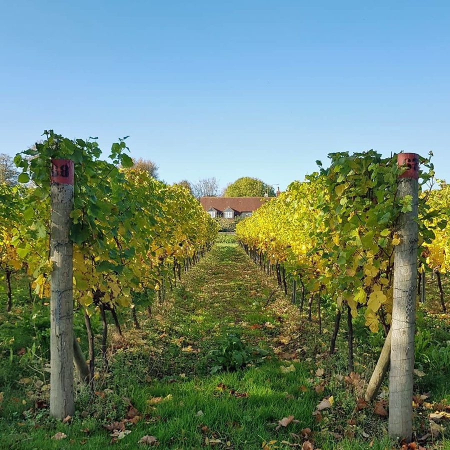 Easy Guided Walk Through the Beautiful Halnaker Tree Tunnel