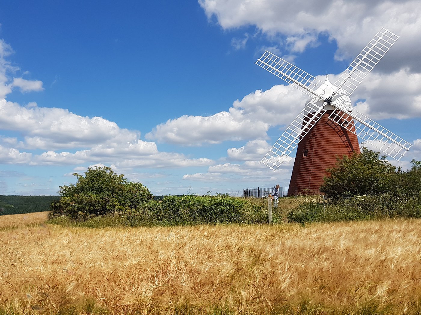 Easy Guided Walk Through the Beautiful Halnaker Tree Tunnel